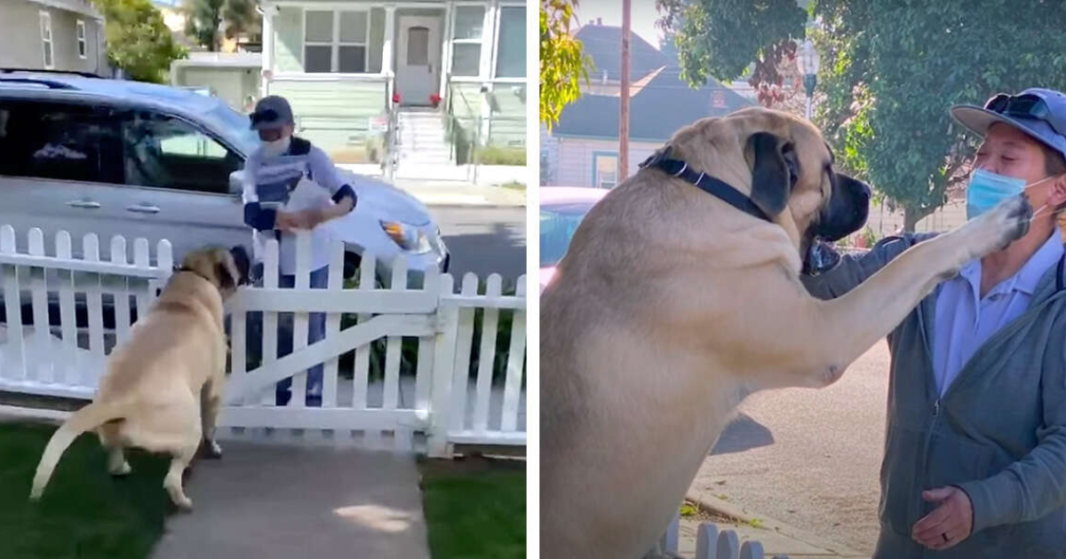 A 180-pound dog every day waits for a hug from his favorite mailwoman ...