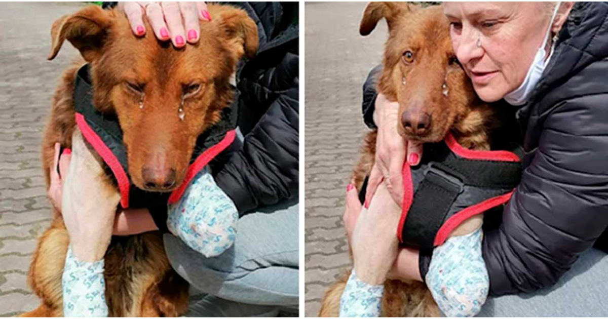 After being love for the first time, an injured stray puppy is unable ...
