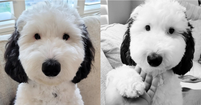 Snoopy in real life: a dog called Bayley is a perfect imitation of the ...