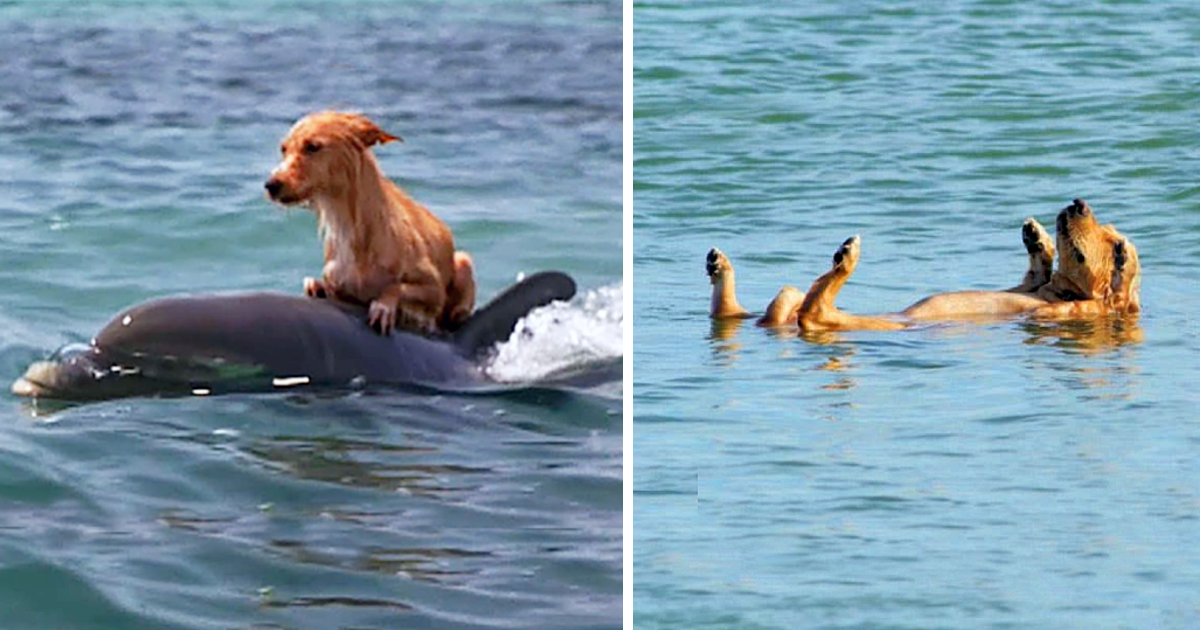 DOLPHINS SAVED A TERRIFIED PUPPY FROM DROWNING IN A FLORIDA WATERWAY ...