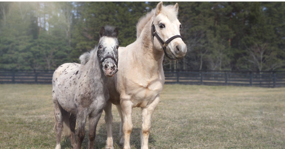 The Story of the Blind Pony and Her Guiding Companion - Doghappiness