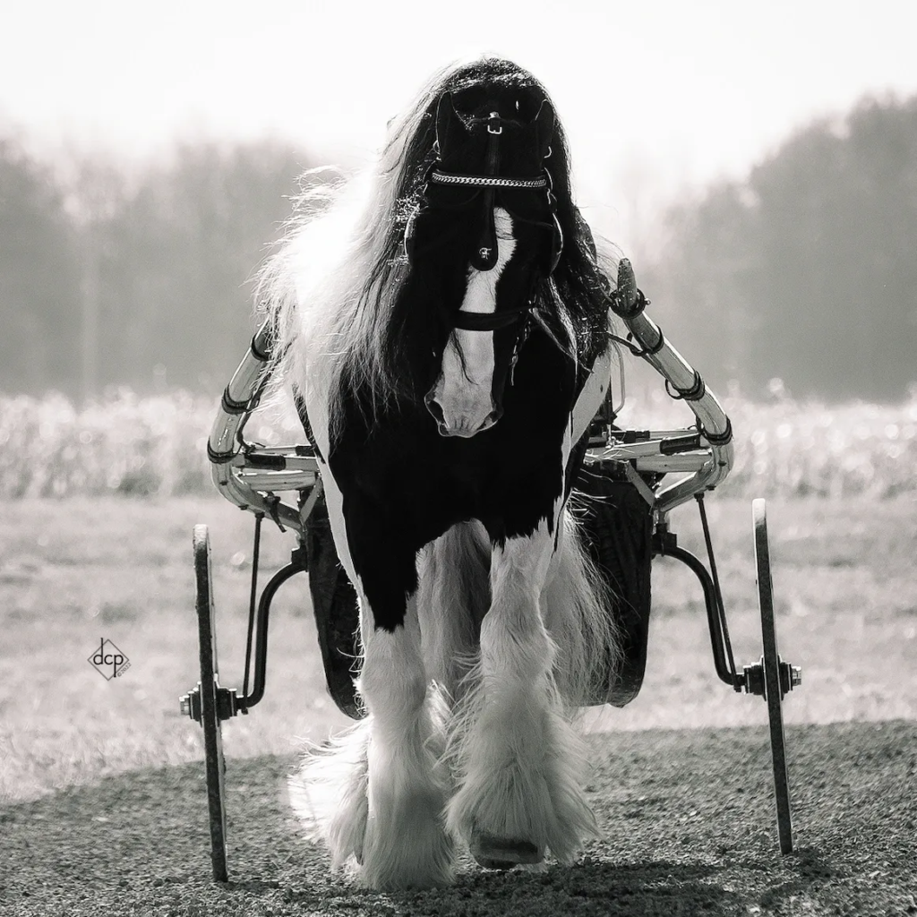 Ashton Of Pembleton: The Majestic Story of a Gypsy Vanner Stallion ...