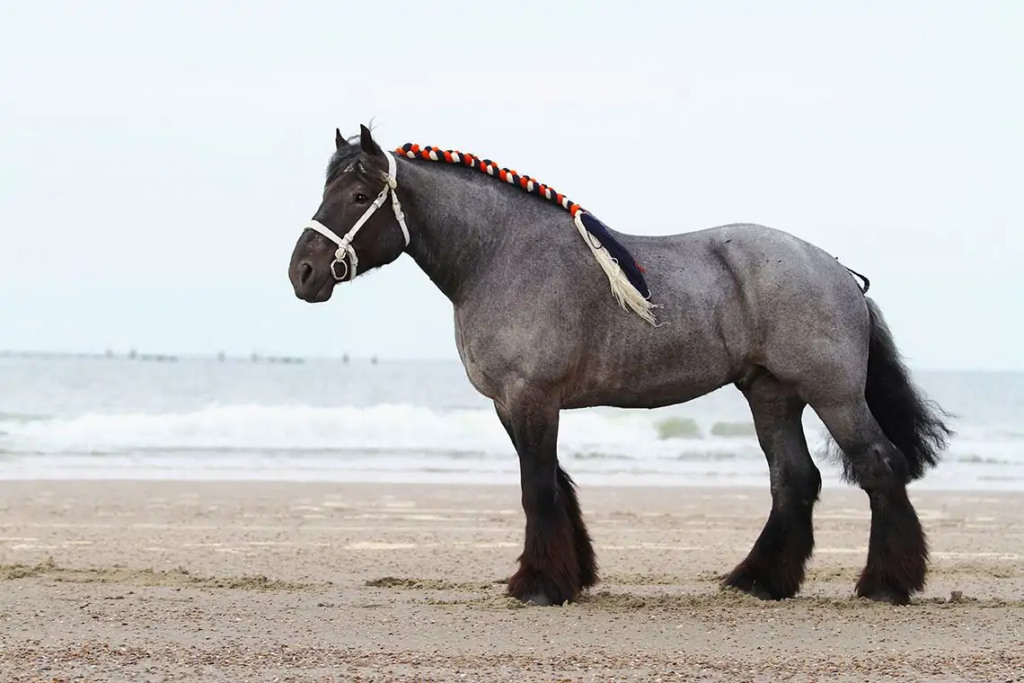 The World's Strongest Horse Breeds (With Pictures) - Doghappiness