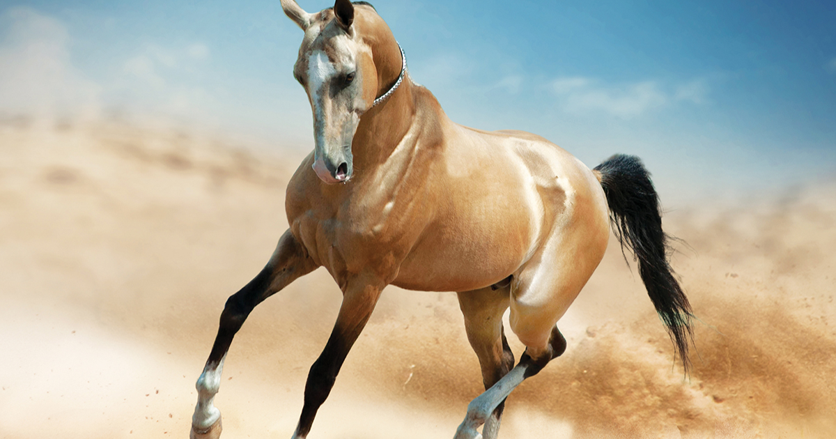 Radiant Elegance: Unveiling the Akhal-Teke Horse, the World's Most Beautiful Equine Marvel ...
