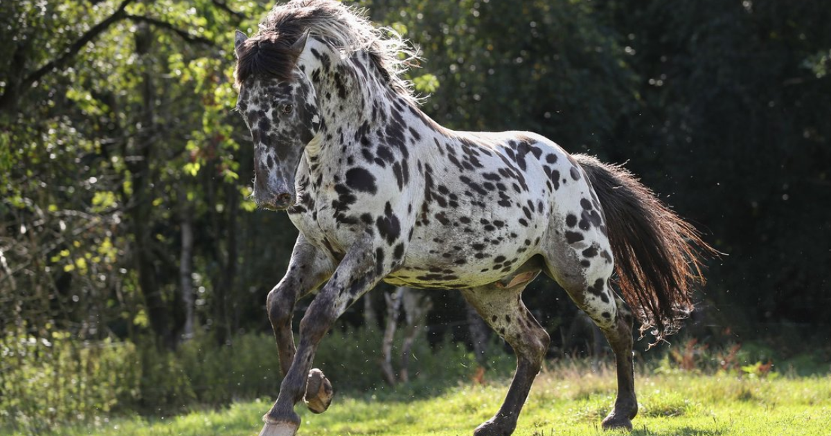 Stunning Knabstrupper Horse: Prepare to be Captivated by its Exquisite ...