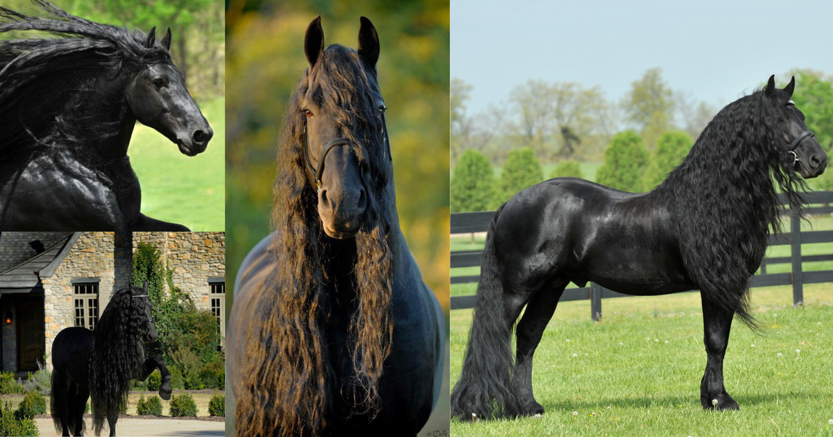 MEET FREDERIK THE GREAT, CONSIDERED BY MANY THE MOST STUNNING HORSE ...