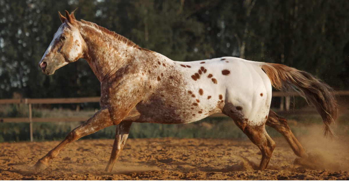 Appaloosa - A Legacy of Beauty and Resilience - Doghappiness