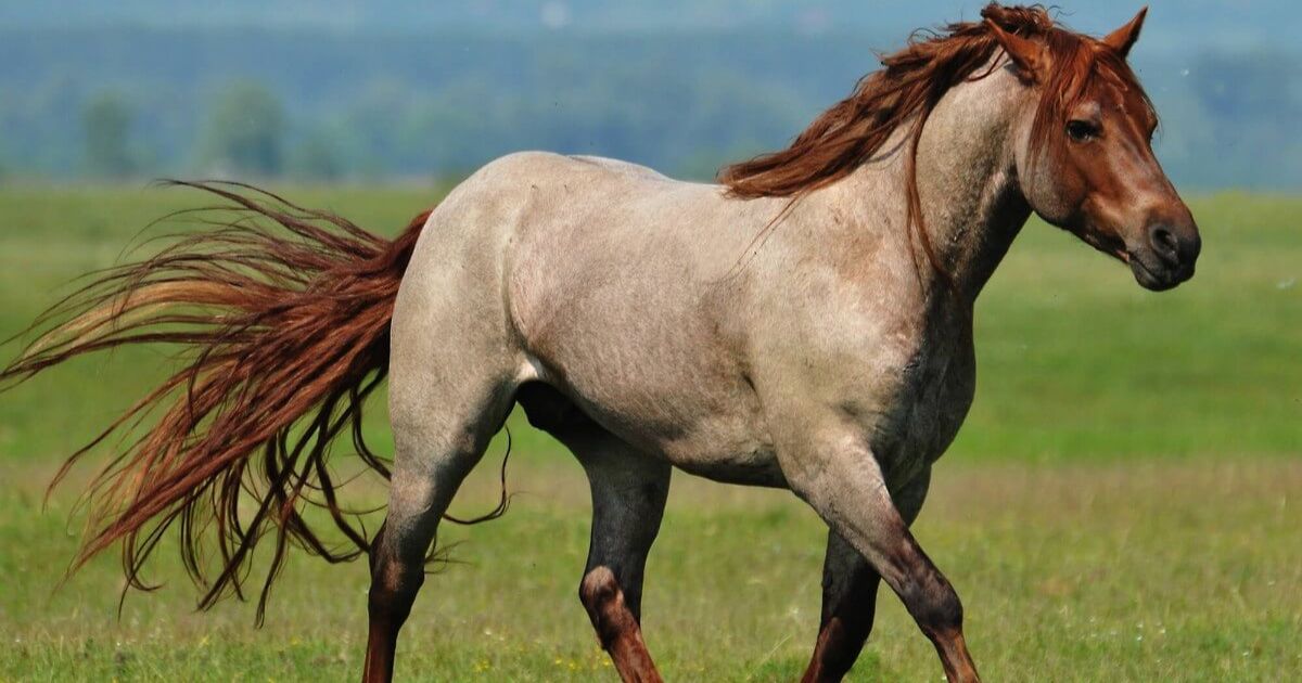 Exploring the Mesmerizing World of Roan Horses: Unraveling the Tapestry ...